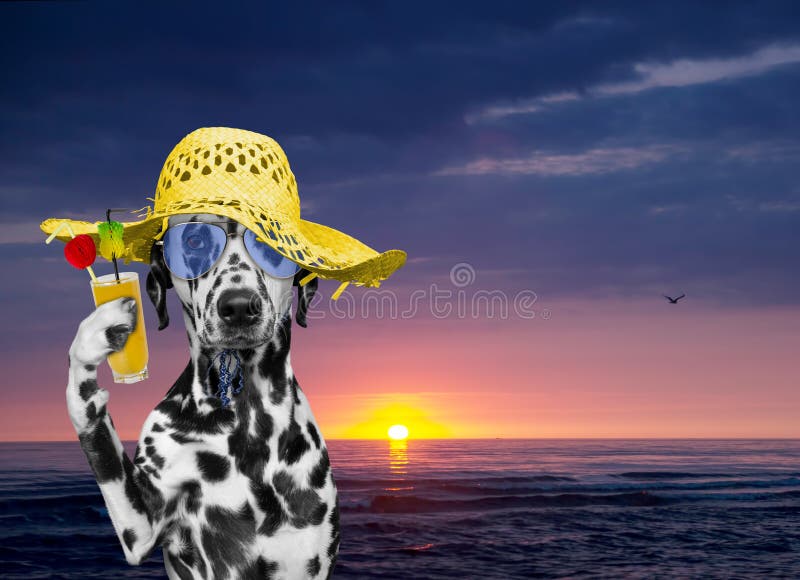 Dog Have a Rest on the Summer Beach on Sunset Stock Image - Image of ...