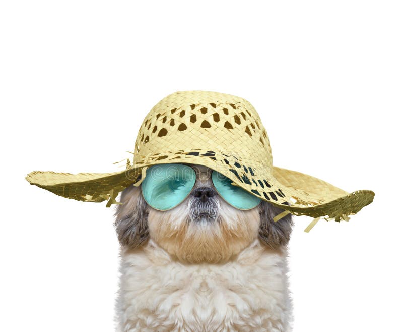 Dog Have a Rest in Summer Holiday Stock Image - Image of glasses ...