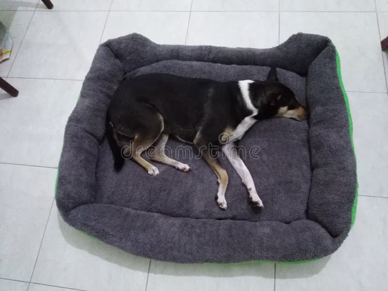 Dog Having a Comfortable Nap Stock Image - Image of asleep, black ...