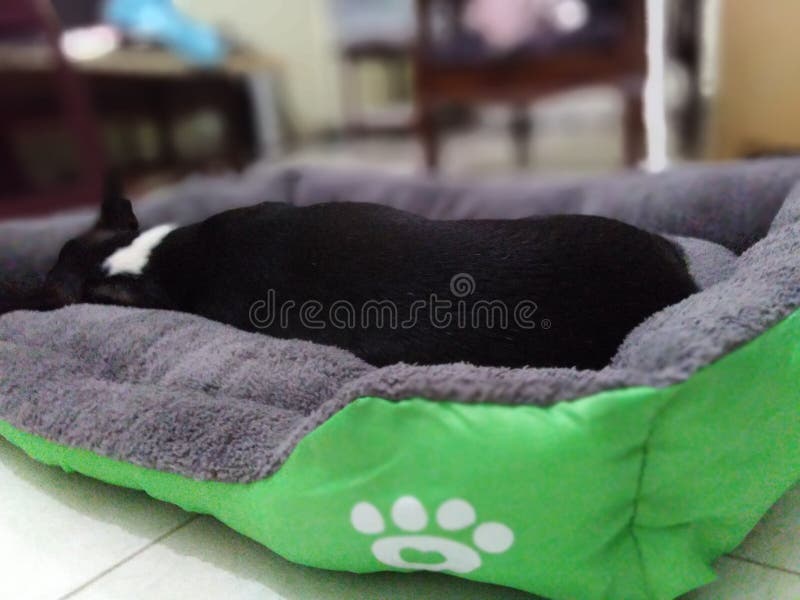 Dog Having a Comfortable Nap Stock Photo - Image of lethargic, domestic ...