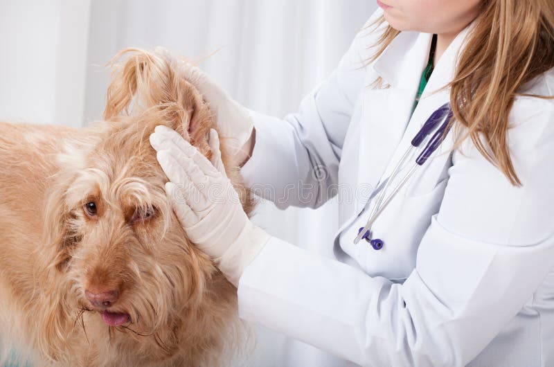 Pretty Dog during Ear Examination Stock Image - Image of appointment ...