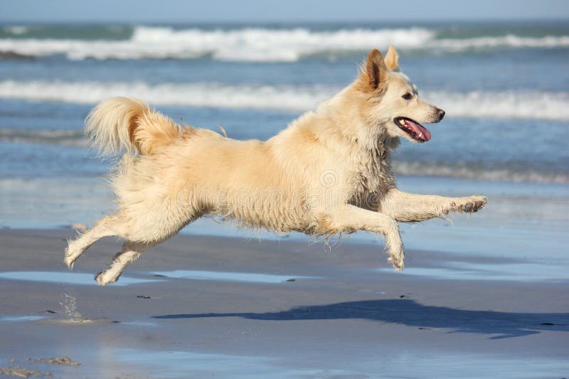 Dog Having Fun on the Beach Stock Image - Image of domestic, canine ...
