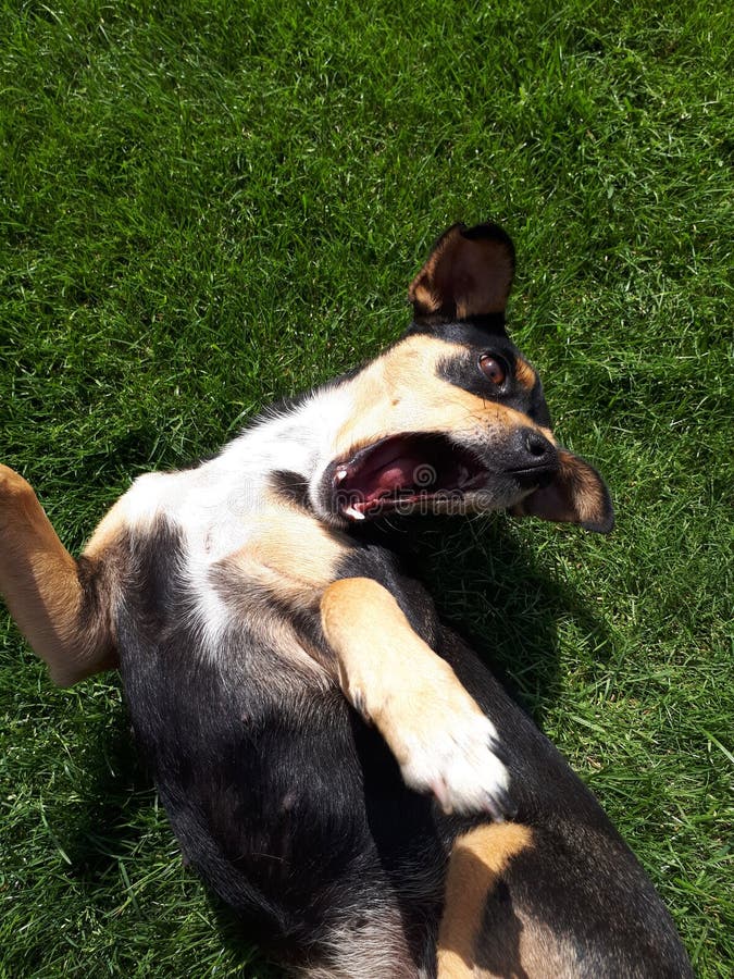 Dog having fun on the lawn stock photo. Image of funny - 163098732