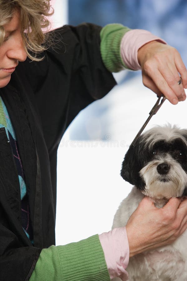Dog having hair cut stock image. Image of cute, grooming - 62806785
