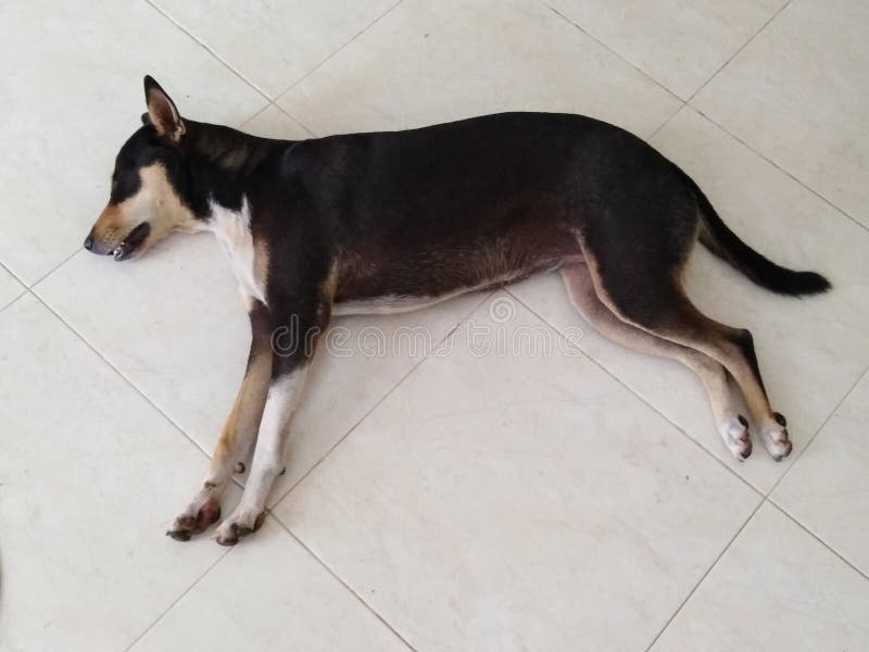 Dog having a nap stock photo. Image of pets, companion - 164749120