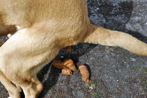Dog having a poo stock image. Image of turd, canine, messy - 39946983