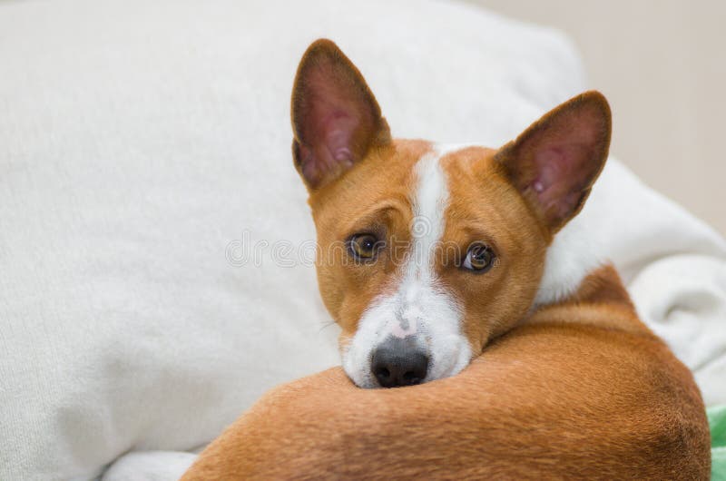 Dog having rest on a sofa stock photo. Image of african - 56366204