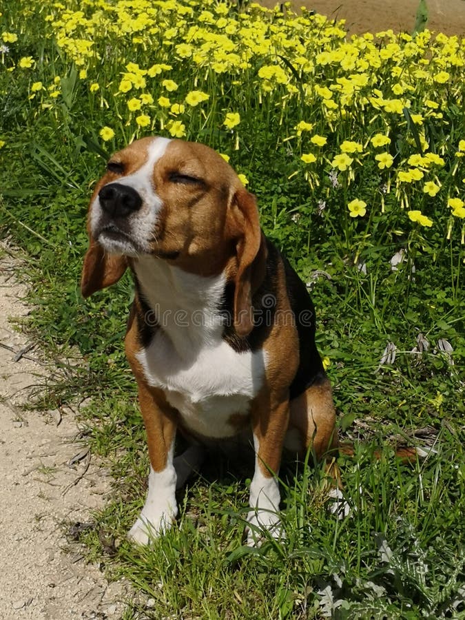 Dog having sunbathing stock photo. Image of beagle, sunbathing - 141280916