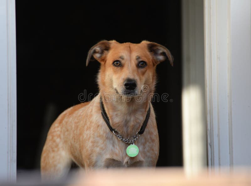 Dog having suspicious look stock image. Image of retriever - 228742703