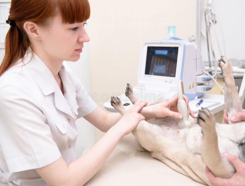 Dog Having Ultrasound Scan in Vet Office Stock Image - Image of machine ...