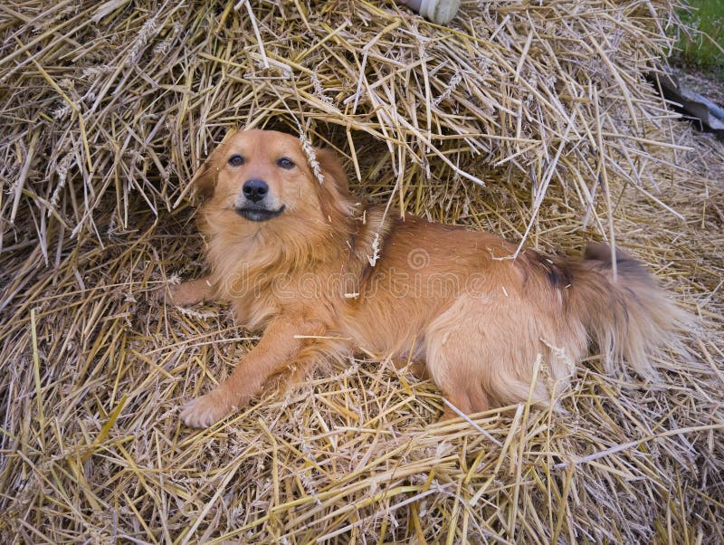 Dog on Hay, a Funny Cheerful Dog is Playing on a Pile of Straw Stock ...