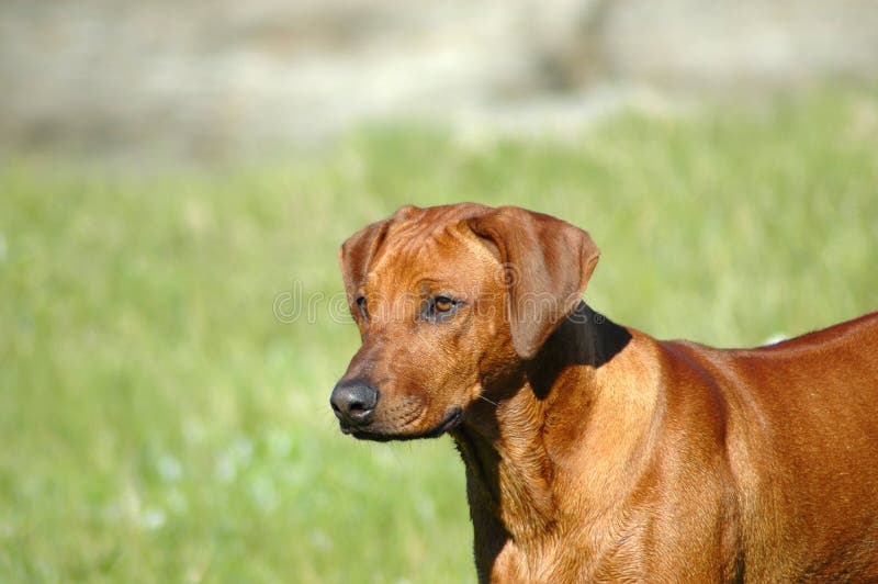 Steekbaard Stock Photos - Free & Royalty-Free Stock Photos from Dreamstime