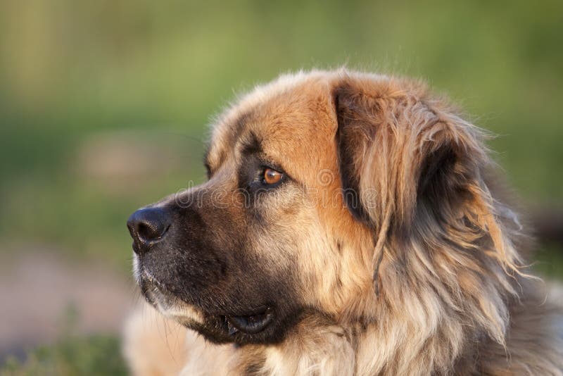 Dog head stock image. Image of animal, sunlight, head - 15650255