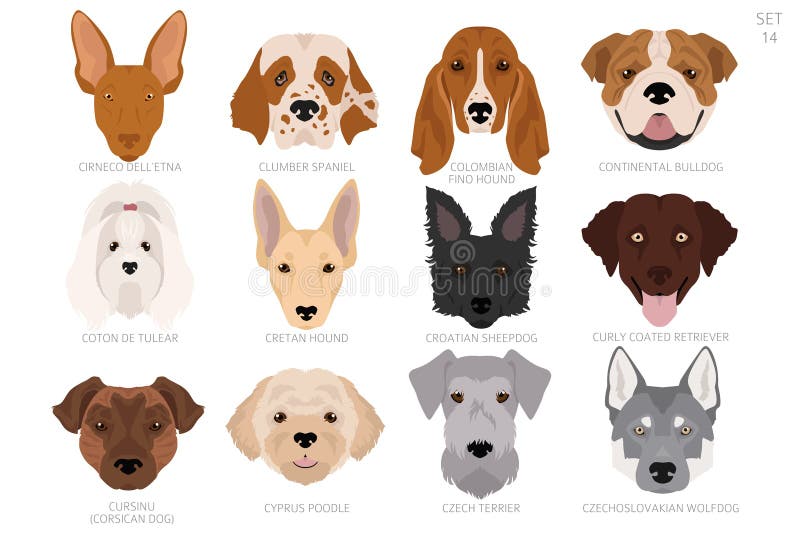 Dog Head in Alphabet Order. All Dog Breeds Stock Vector - Illustration ...