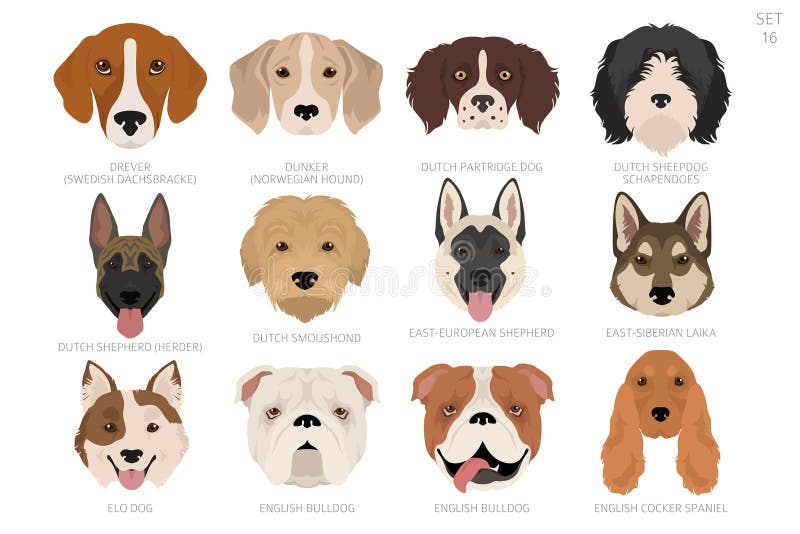 Dog Head in Alphabet Order. All Dog Breeds Stock Vector - Illustration ...