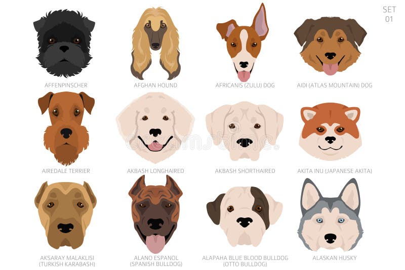 Dog Head in Alphabet Order. All Dog Breeds Stock Vector - Illustration ...
