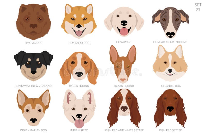 Dog Head in Alphabet Order. All Dog Breeds Stock Vector - Illustration ...