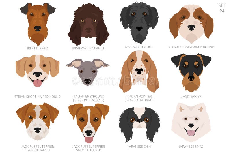 Dog Head in Alphabet Order. All Dog Breeds Stock Vector - Illustration ...