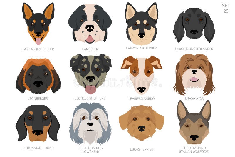 Dog Head in Alphabet Order. All Dog Breeds Stock Vector - Illustration ...