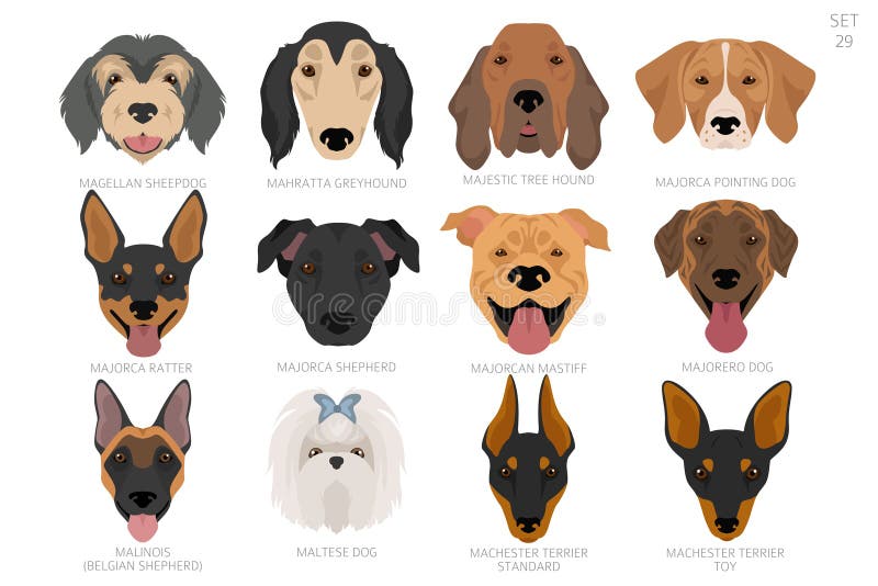 Dog Head in Alphabet Order. All Dog Breeds Stock Vector - Illustration ...
