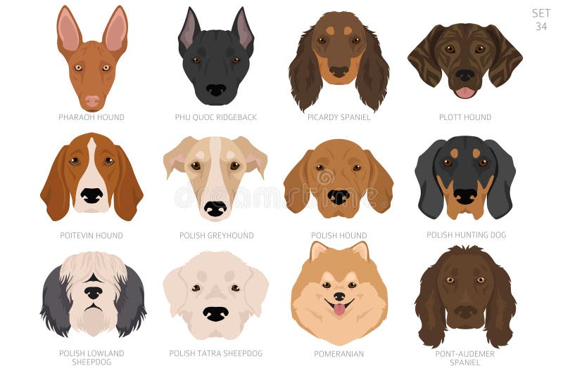 Dog Head in Alphabet Order. All Dog Breeds Stock Vector - Illustration ...
