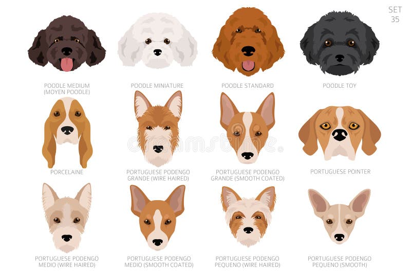Dog Head in Alphabet Order. All Dog Breeds Stock Vector - Illustration ...