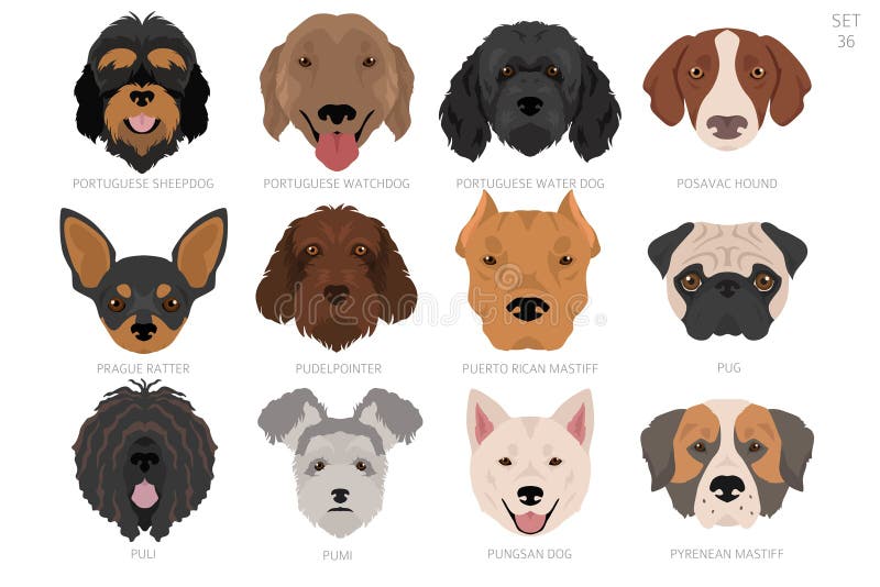 Dog Head in Alphabet Order. All Dog Breeds Stock Vector - Illustration ...