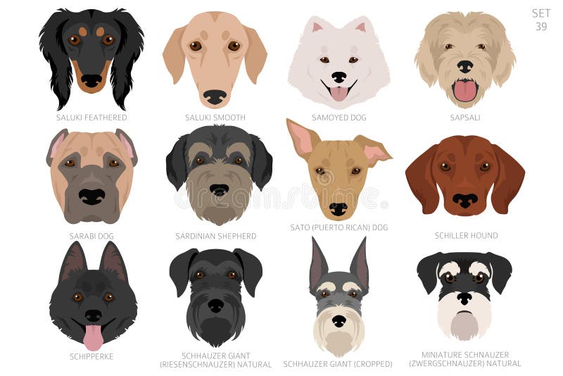 Dog Head in Alphabet Order. All Dog Breeds Stock Vector - Illustration ...