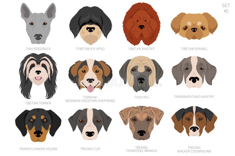 Dog Head in Alphabet Order. All Dog Breeds Stock Vector - Illustration ...