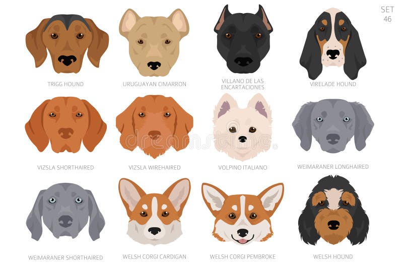 Dog Head in Alphabet Order. All Dog Breeds Stock Vector - Illustration ...