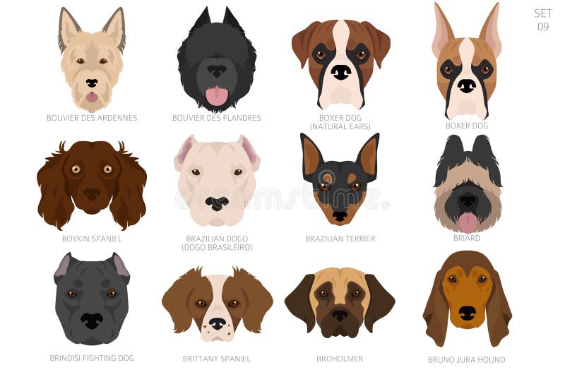 Dog Head in Alphabet Order. All Dog Breeds Stock Vector - Illustration ...
