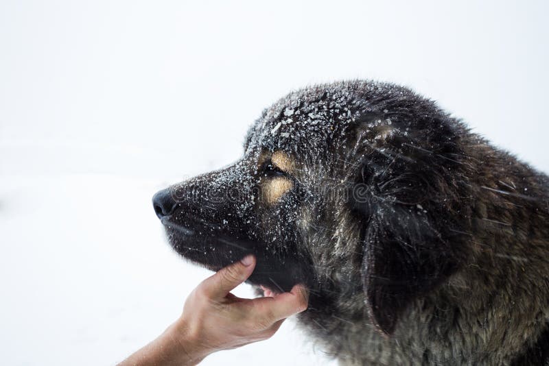 Dog Head Hand Snow Storm Stock Photos - Free & Royalty-Free Stock ...