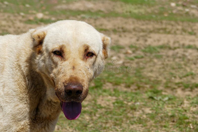 Dog Head,large Dog Head,dog Portrait,close-up of a Dog Stock Photo ...