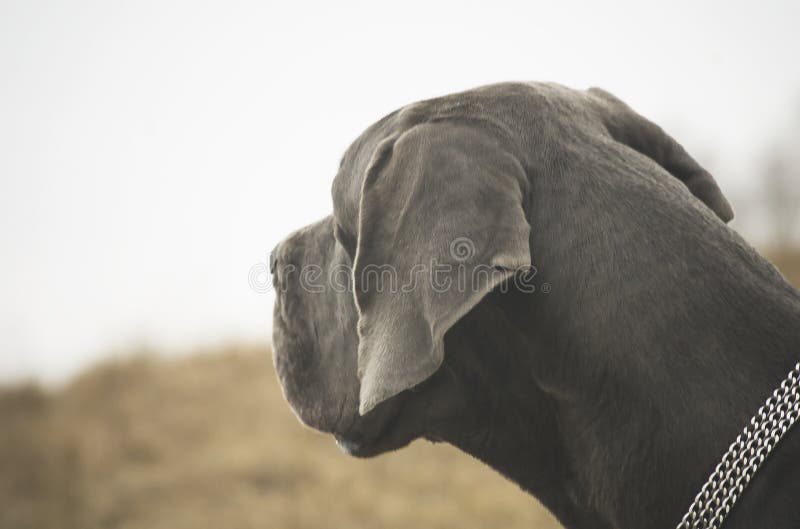 Dog head stock photo. Image of away, great, close, looking - 67765936