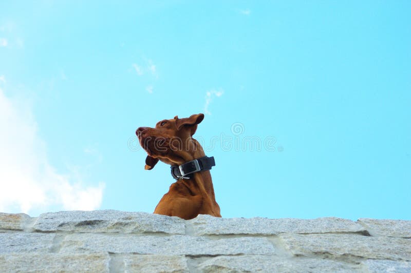 Dog head stock photo. Image of cloud, beagle, head, adult - 31240520