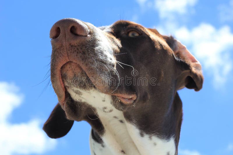Dog head stock photo. Image of pets, portrait, puppy - 54894396