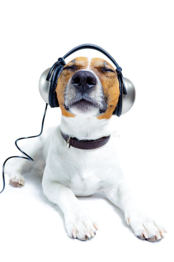 Dog head phones stock image. Image of furry, small, headset - 23266445