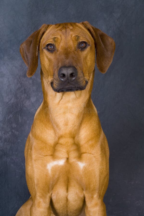 Dog head portrait stock photo. Image of attention, indoors - 8508350