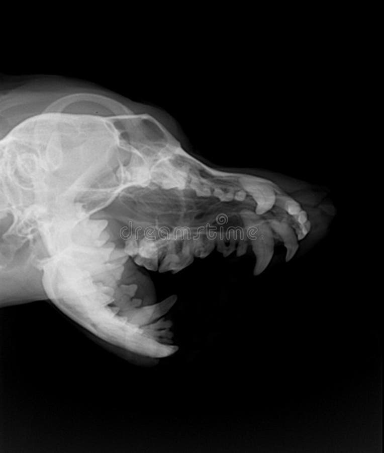 Dog head x-ray stock photo. Image of healthcare, bones - 4210016