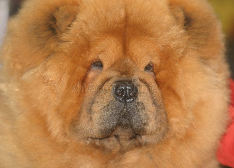 Dog head shot stock image. Image of shows, household, brown - 616995