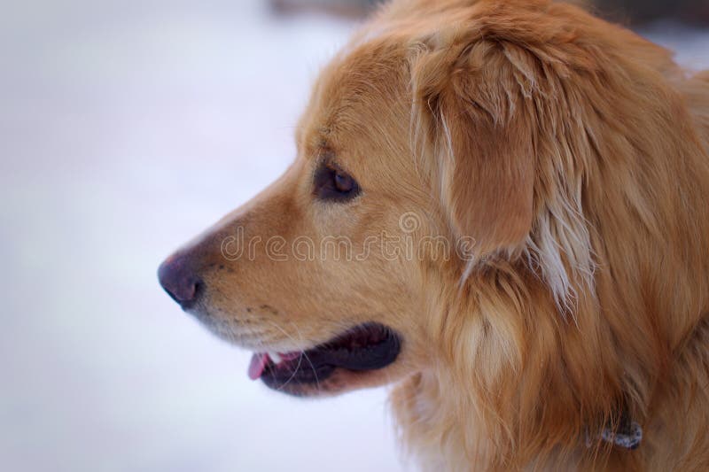 Dog Head in Winter Looking Forward Stock Image - Image of breed, nature ...