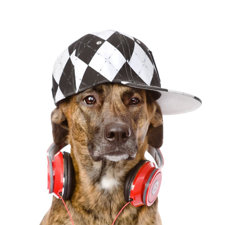 Dog With Headphones Wallpaper
