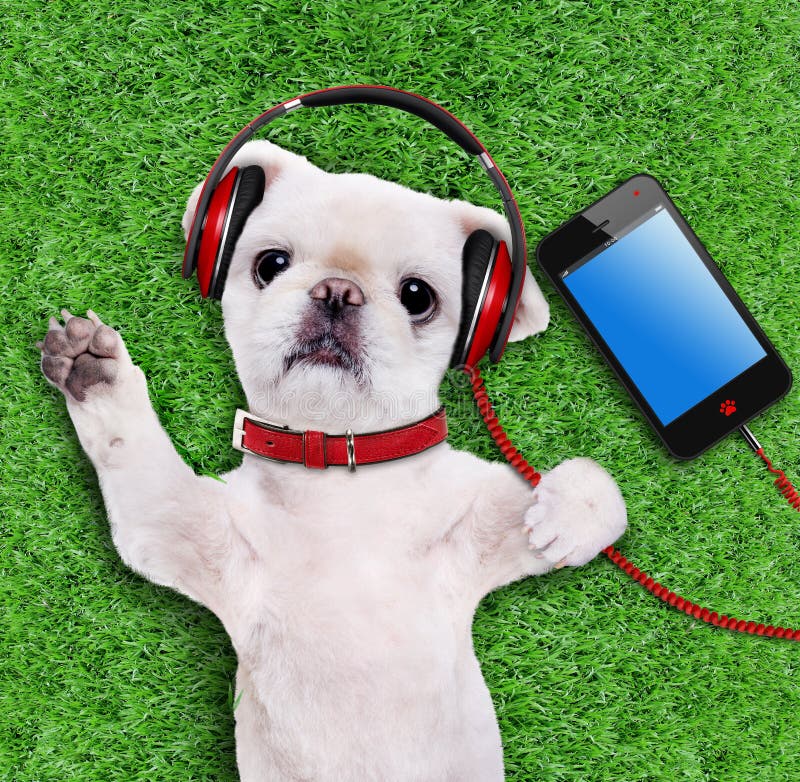 Dog Headphones Relaxing in the Grass. Stock Photo - Image of meadow ...