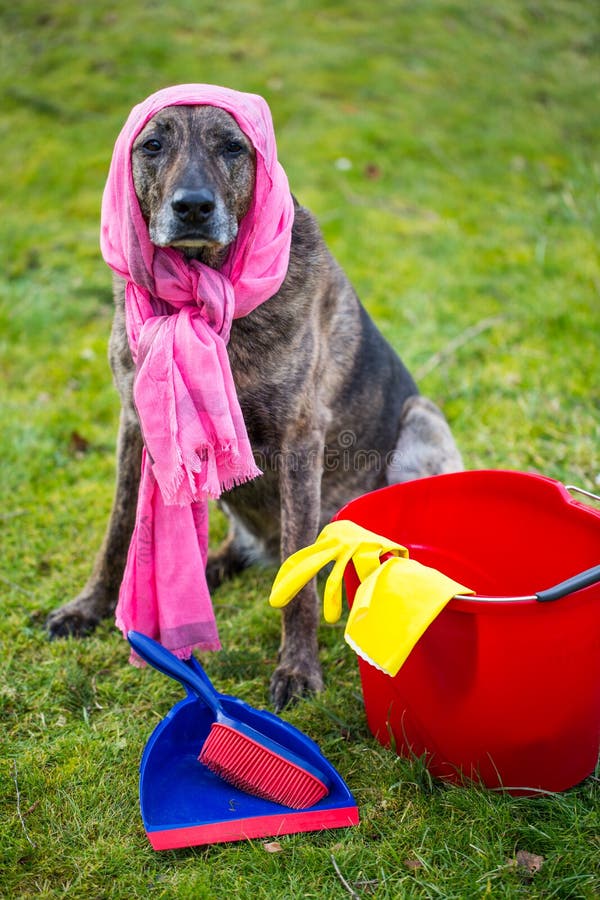 Dog with Headscarf in the Meadow, Spring Cleaning Stock Photo - Image ...