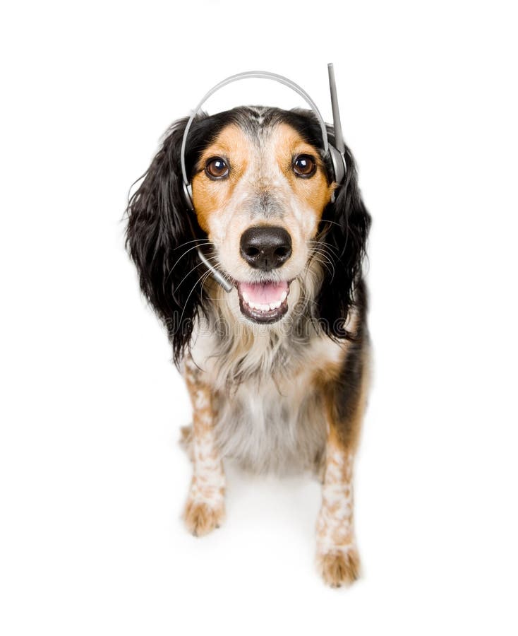 Dog with headset stock image. Image of hotline, canine - 25797419