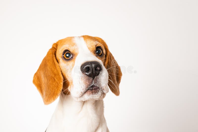 Beagle Closeup stock image. Image of friend, portrait - 30668277