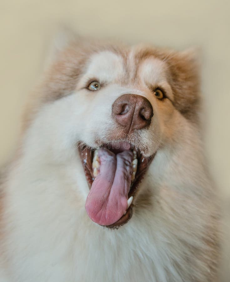 Dog Headshot on a Clean Background Stock Photo - Image of animal, cute ...