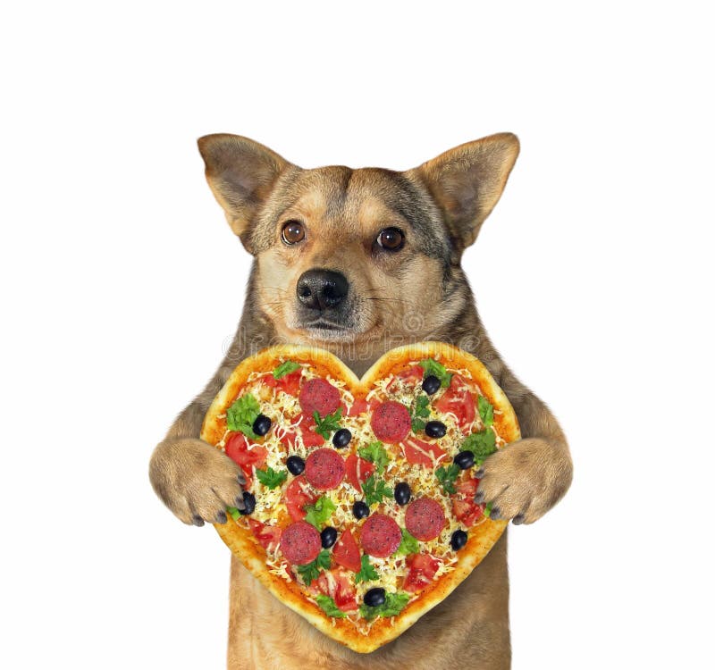Dog with Heart Shaped Pizza Stock Photo - Image of birthday, fantasy ...