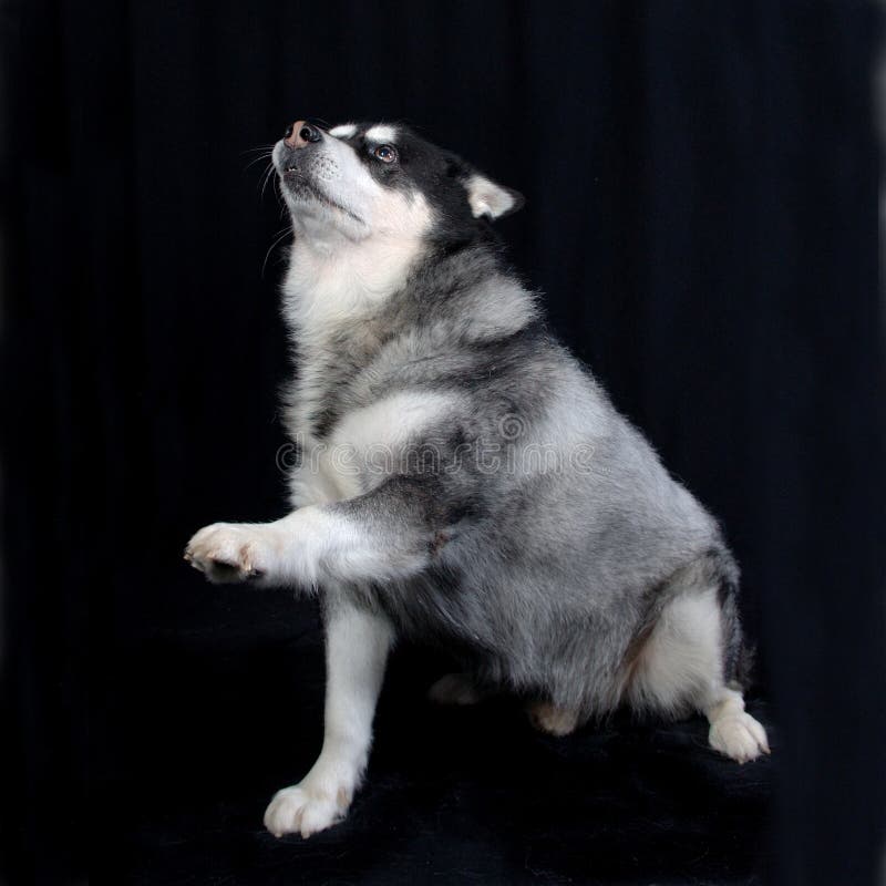 Waving hello stock image. Image of kitten, little, waving - 10400693