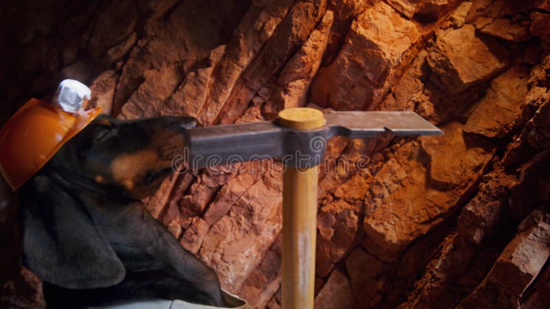 Dog in Helmet Flashlight Pickaxe Knocks on Rock in Cave Underground ...